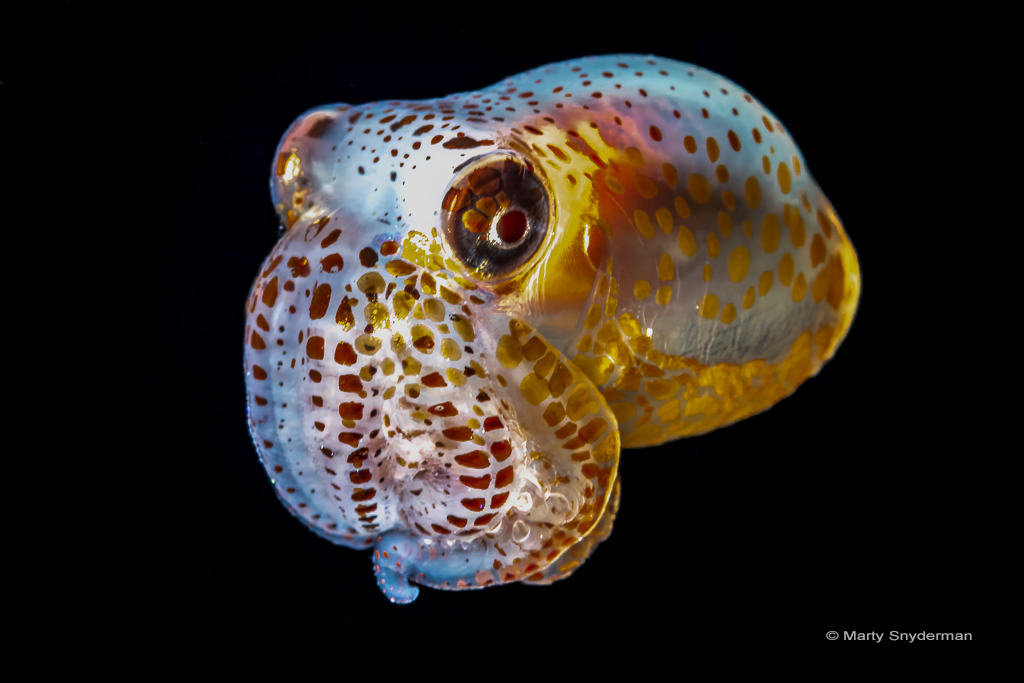 Photographing the Greatest Migration on Earth! - NAUI Worldwide