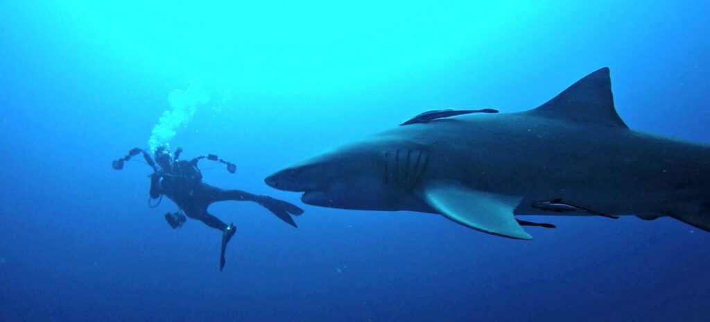 Florida’s Treasure Coast: Shark Mecca of the Atlantic - NAUI Worldwide