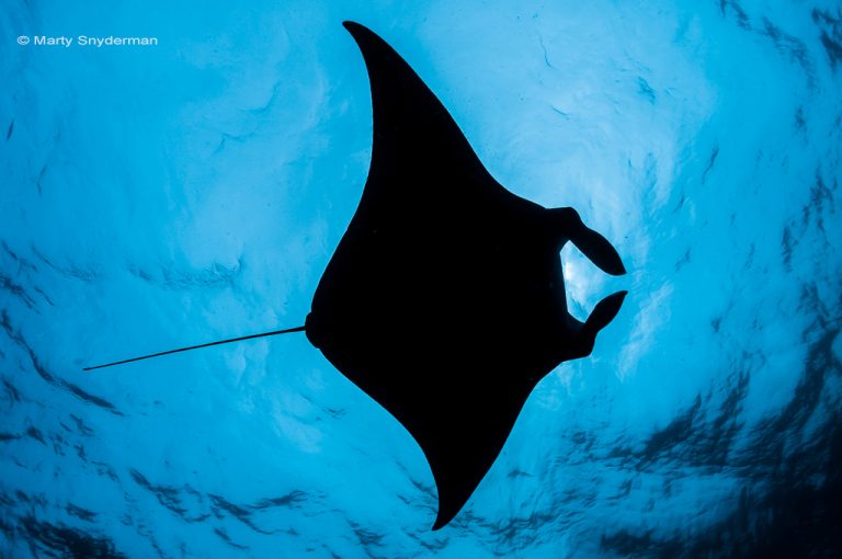 Photographing Mr. Big: A Guide to Underwater Photography with Large ...