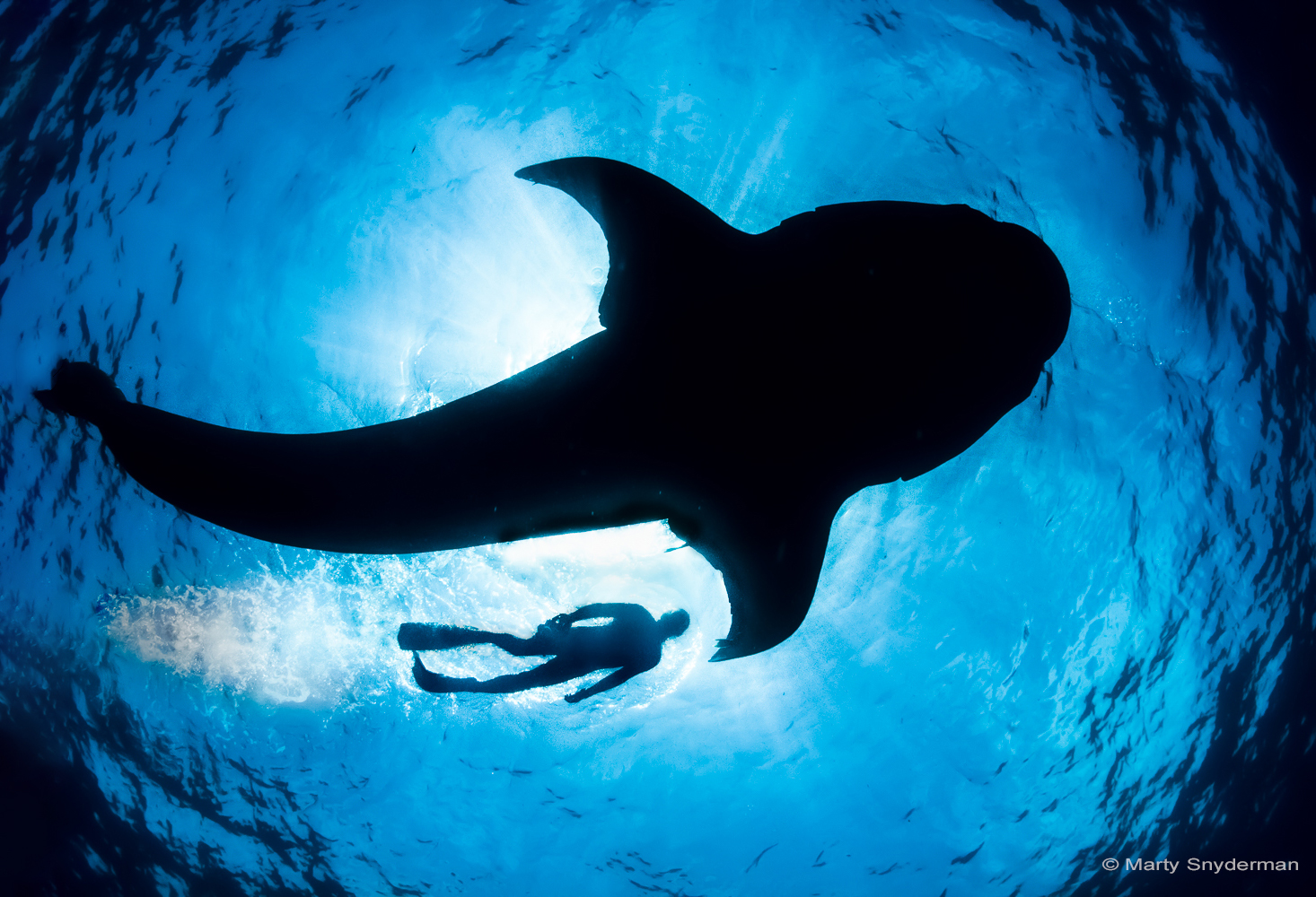 Photographing Mr. Big: A Guide to Underwater Photography with Large ...