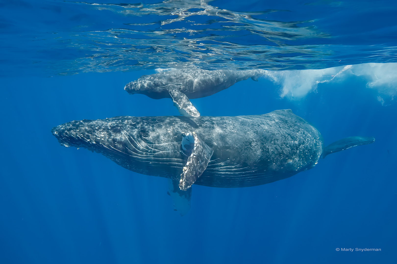 Photographing Mr. Big: A Guide to Underwater Photography with Large ...