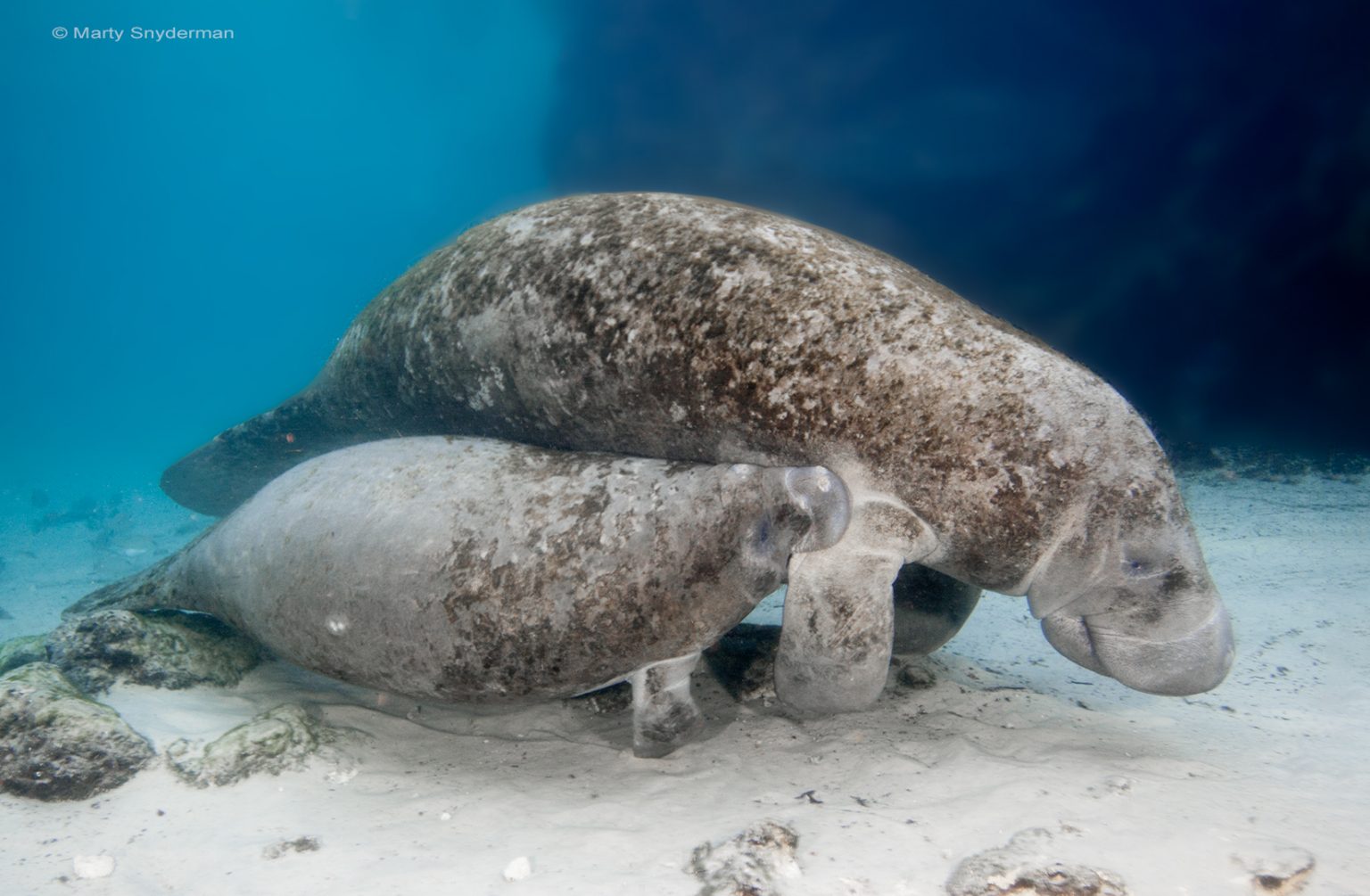 Photographing Mr. Big: A Guide to Underwater Photography with Large ...