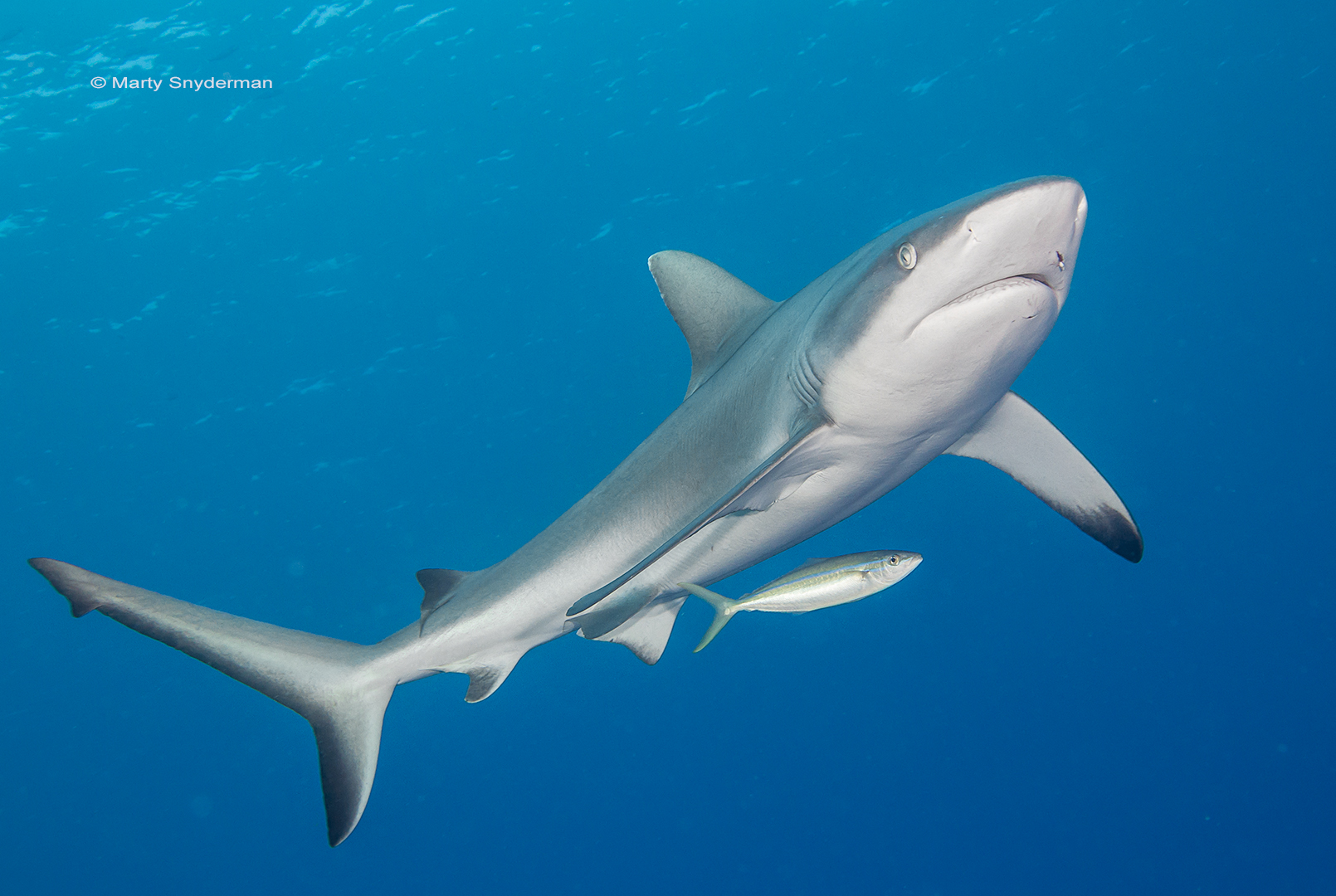 Photographing Mr. Big: A Guide to Underwater Photography with Large ...