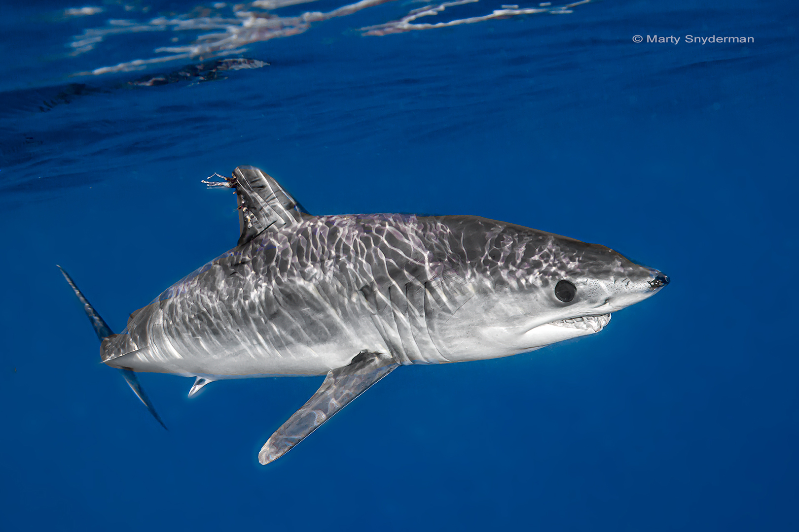 Photographing Mr. Big: A Guide to Underwater Photography with Large ...