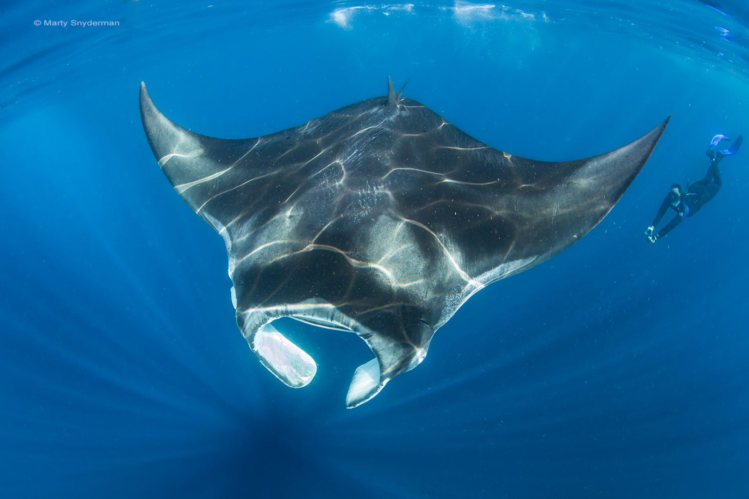 Photographing Mr. Big: A Guide to Underwater Photography with Large ...